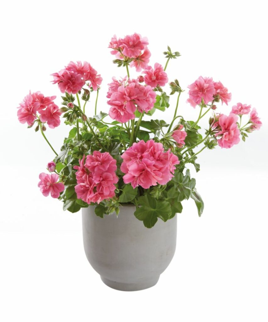 Cosa sapere prima di acquistare un Geranio › Il Mio Geranio (it)