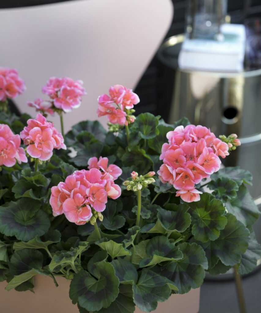 Cura dei Gerani: 7 regole d’oro per il massimo flower power › Il Mio ...